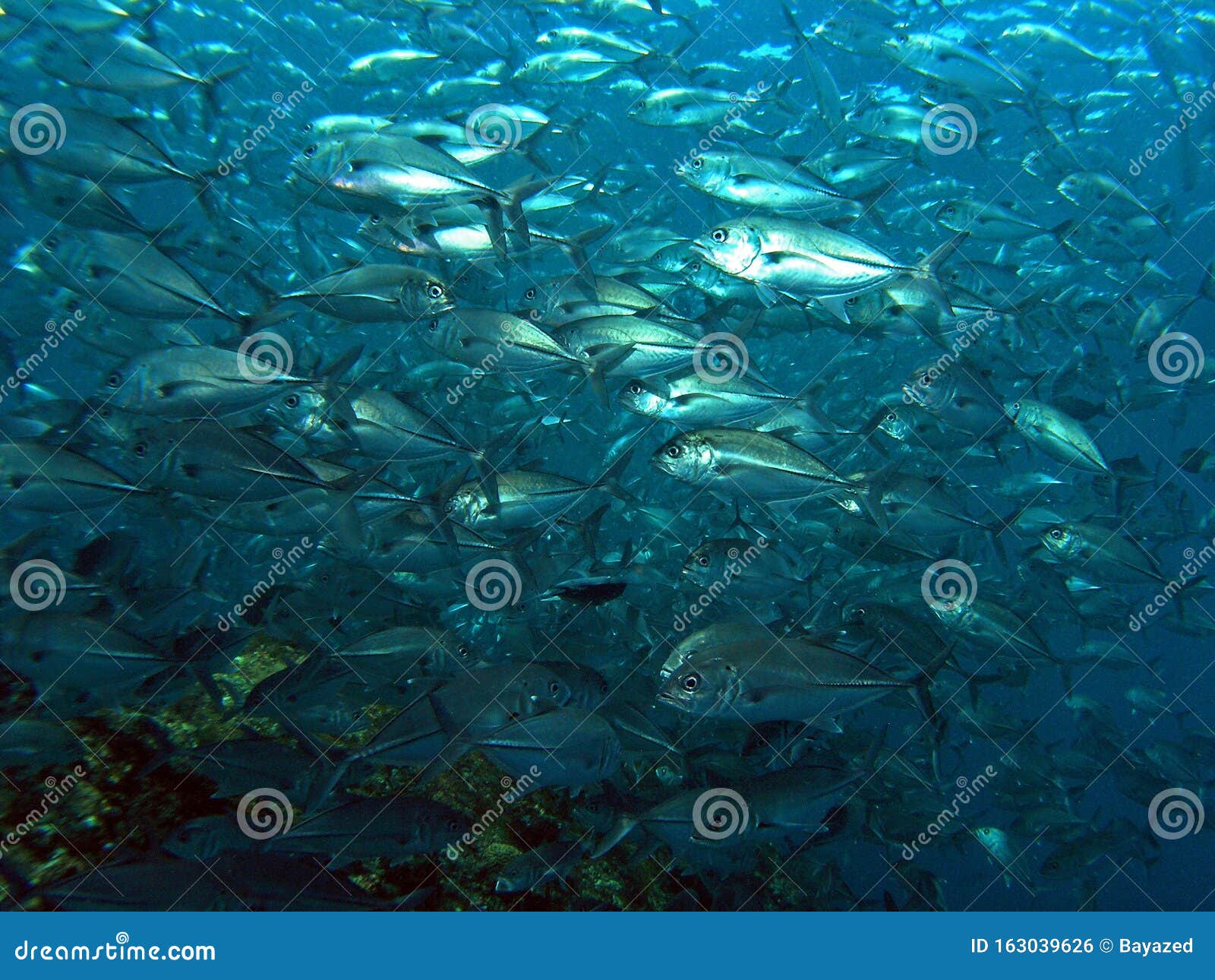 Jackfish schooling, Bali stock photo. Image of nature - 163039626
