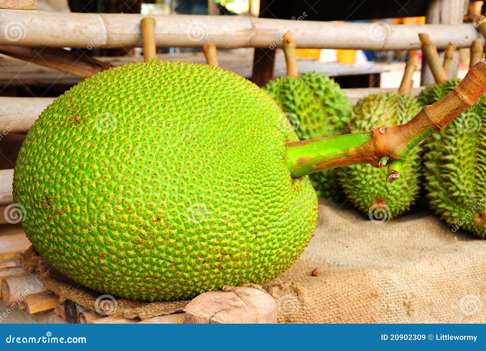 Jackfruit stock image. Image of plant, round, thai, grow - 20902309