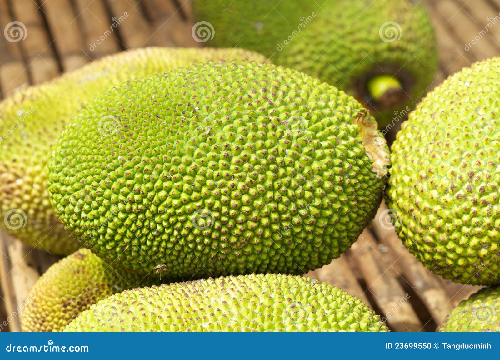 Jackfruit stock photo. Image of cambodia, green, fruit - 23699550