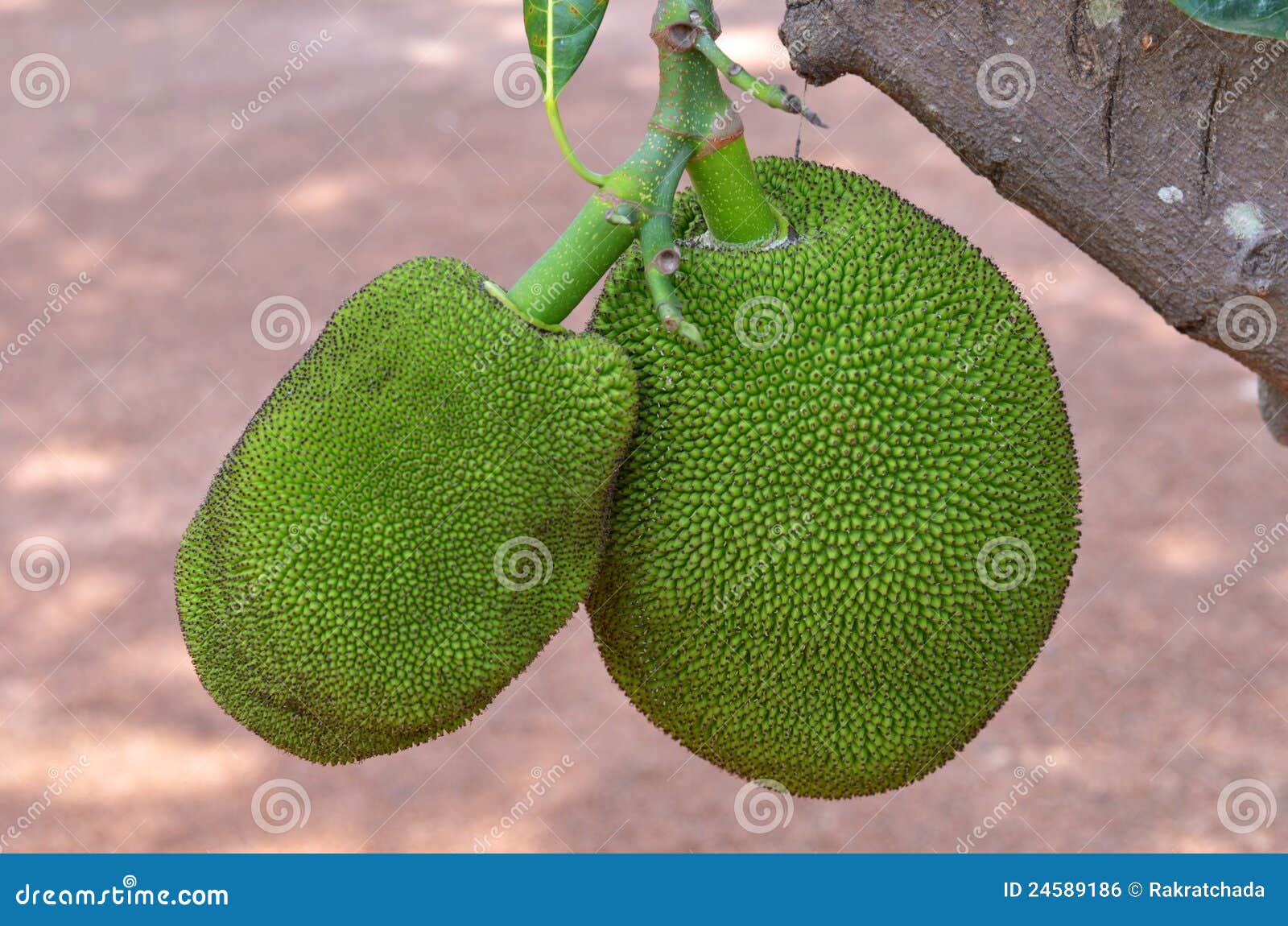 Jackfruit stock photo. Image of jack, nature, asian, tropical - 24589186