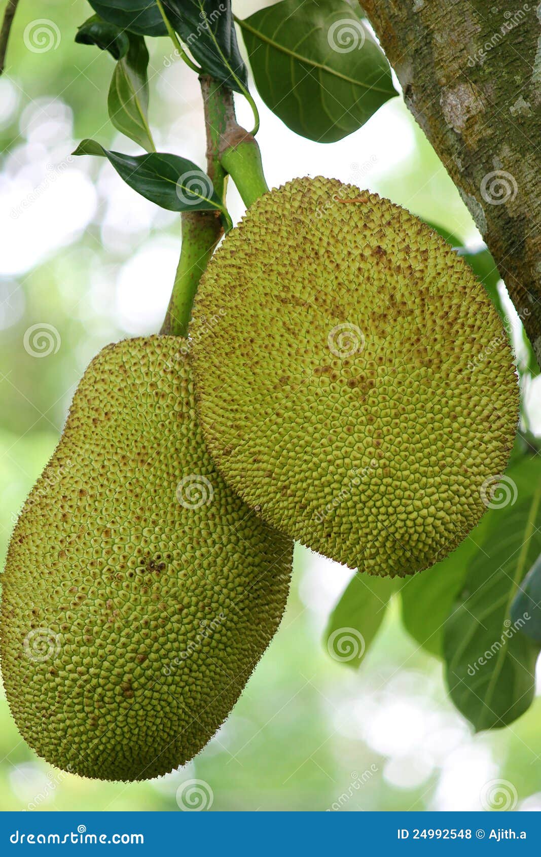 Jackfruit stock photo. Image of foodstuff, color, closeup - 24992548