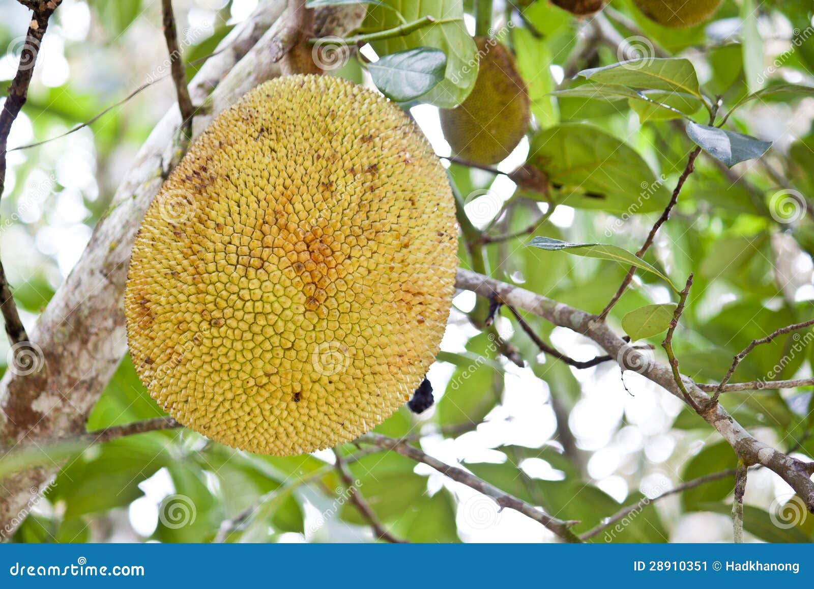 Jackfruit stock image. Image of crop, food, light, asian - 28910351