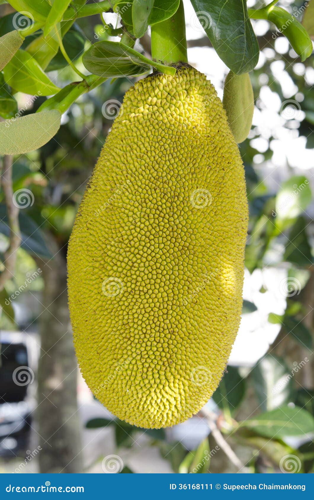 Jackfruit imagen de archivo. Imagen de color, cultivadores - 36168111