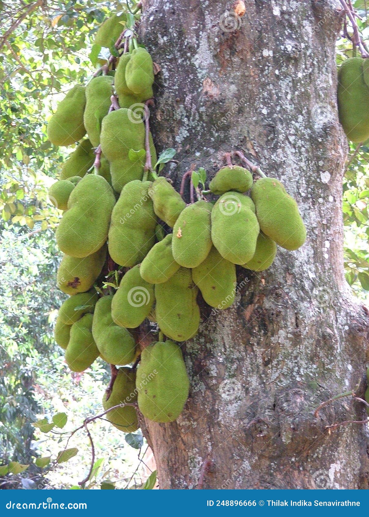 The Jackfruit, Also Known As Jack Tree, is a Species of Tree in the Fig ...