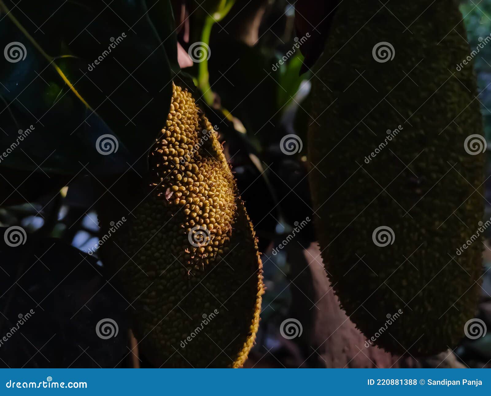 The Jackfruit, Also Known As Jack Tree, is a Species of Tree in the Fig ...