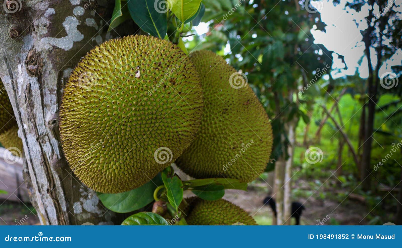 The Jackfruit Artocarpus Heterophyllus, Also Known As Jack Tree, is a ...