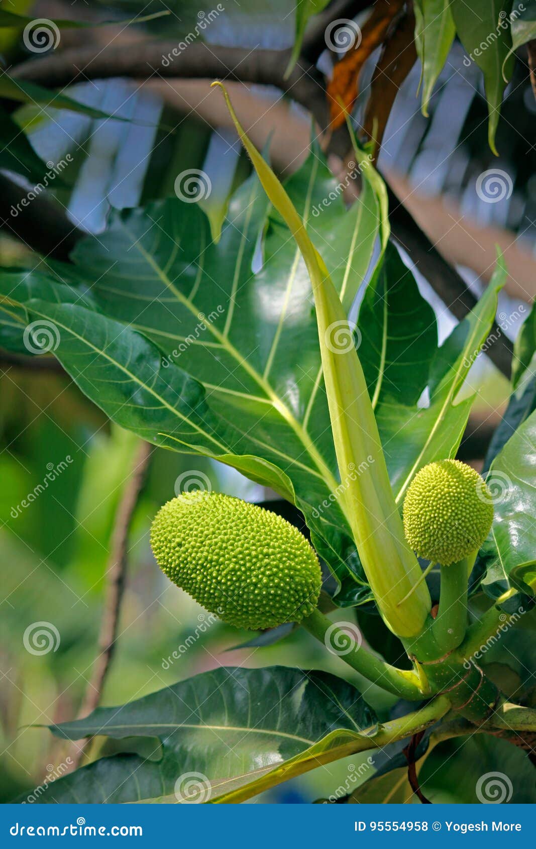 Jackfruit Artocarpus Heteropyllus Hanging on Tree, India Stock Photo ...