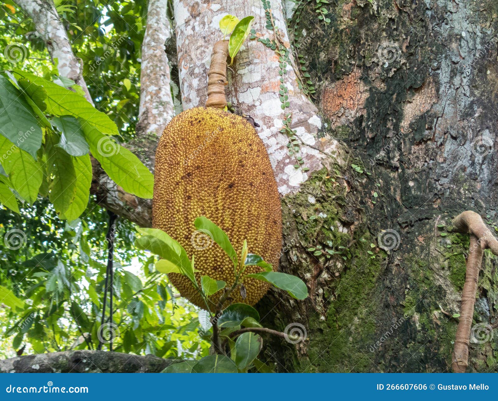 A Jackfruit As Know As Jaca Hanging from a Jackfruit Tree. Jackfruit ...