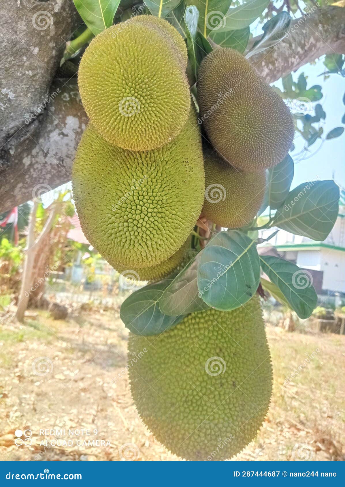 Jackfruit is Beautiful and Fragrant Stock Image - Image of beautiful ...