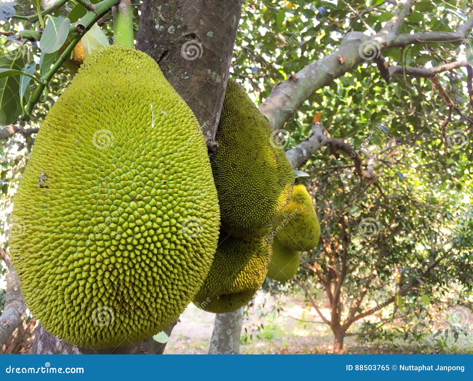 Big Green Enormous Jackfruit Stock Photos - Free & Royalty-Free Stock ...