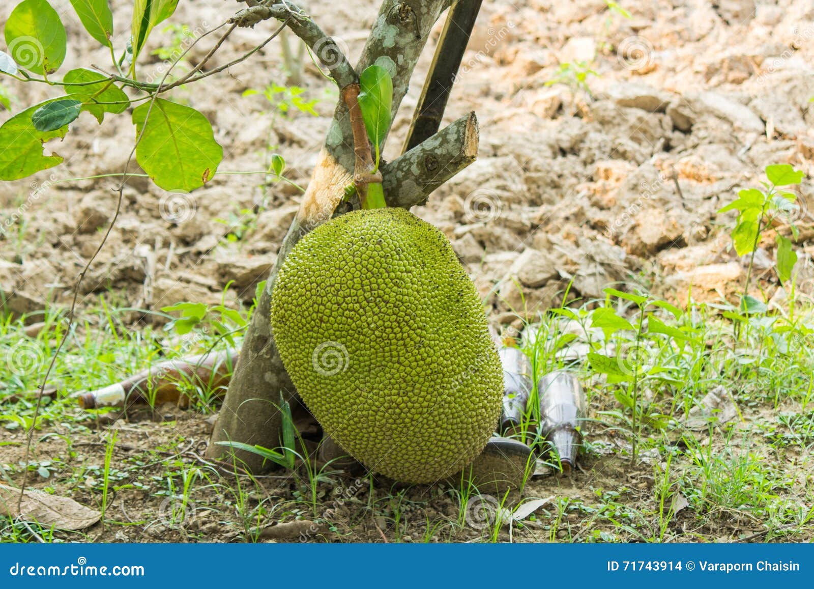 Jackfruit stock photo. Image of ingredient, organic, food - 71743914