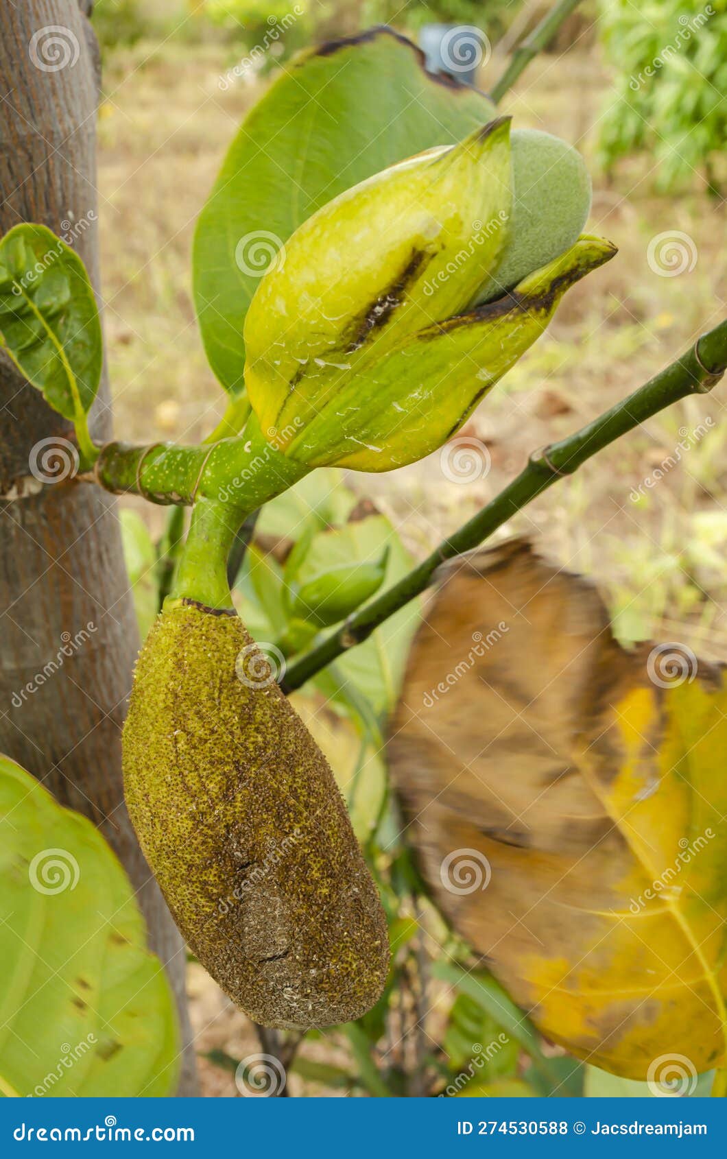 Jackfruit Blossoms Growing stock photo. Image of food - 274530588