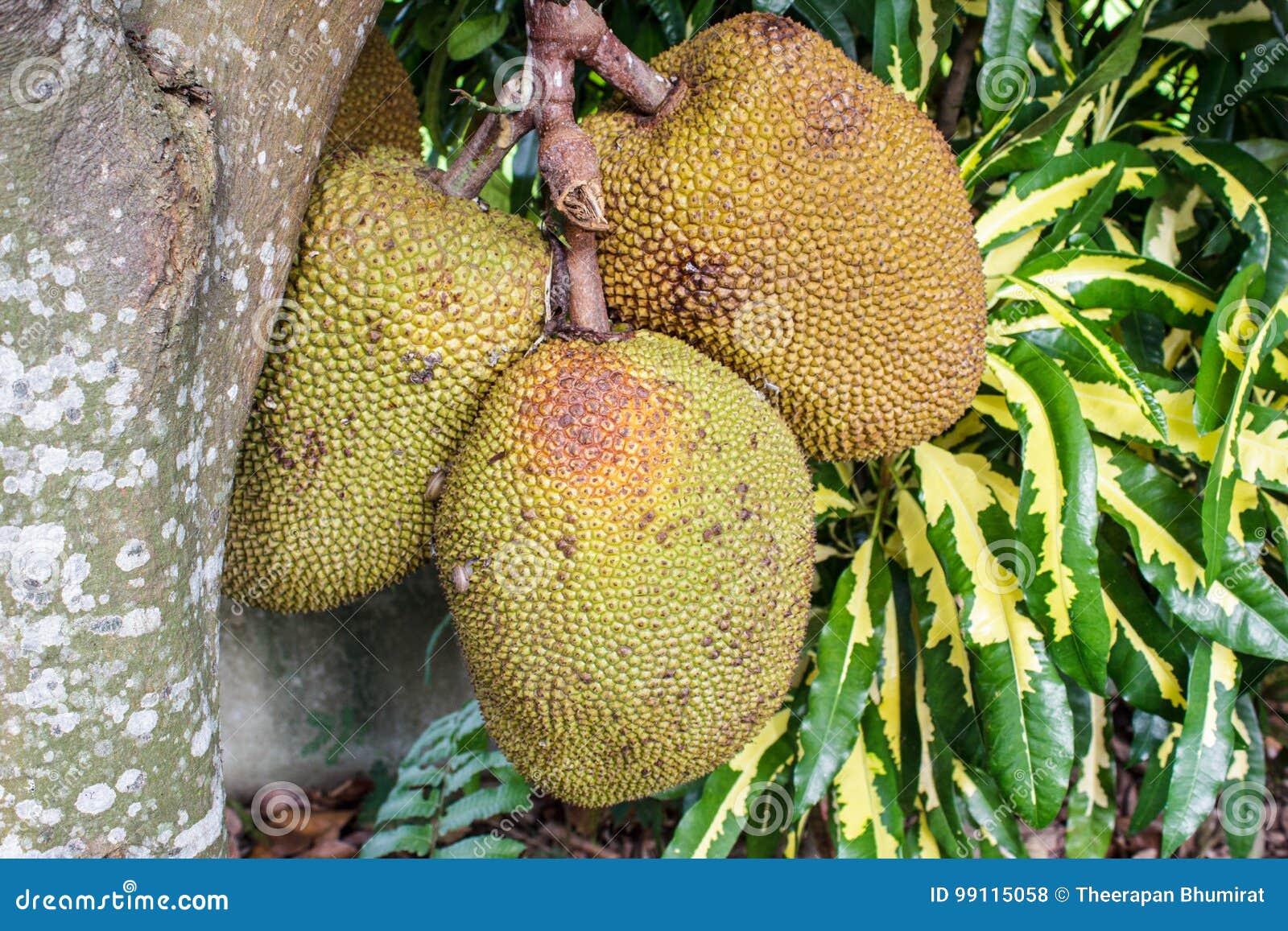Jackfruit on Branch Tree. Breadfruit Family Stock Photo - Image of ...