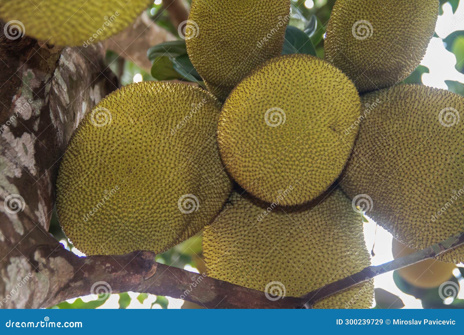 Jackfruit at the Branch of the Tree, in Wild Tropical Rainforest Stock ...