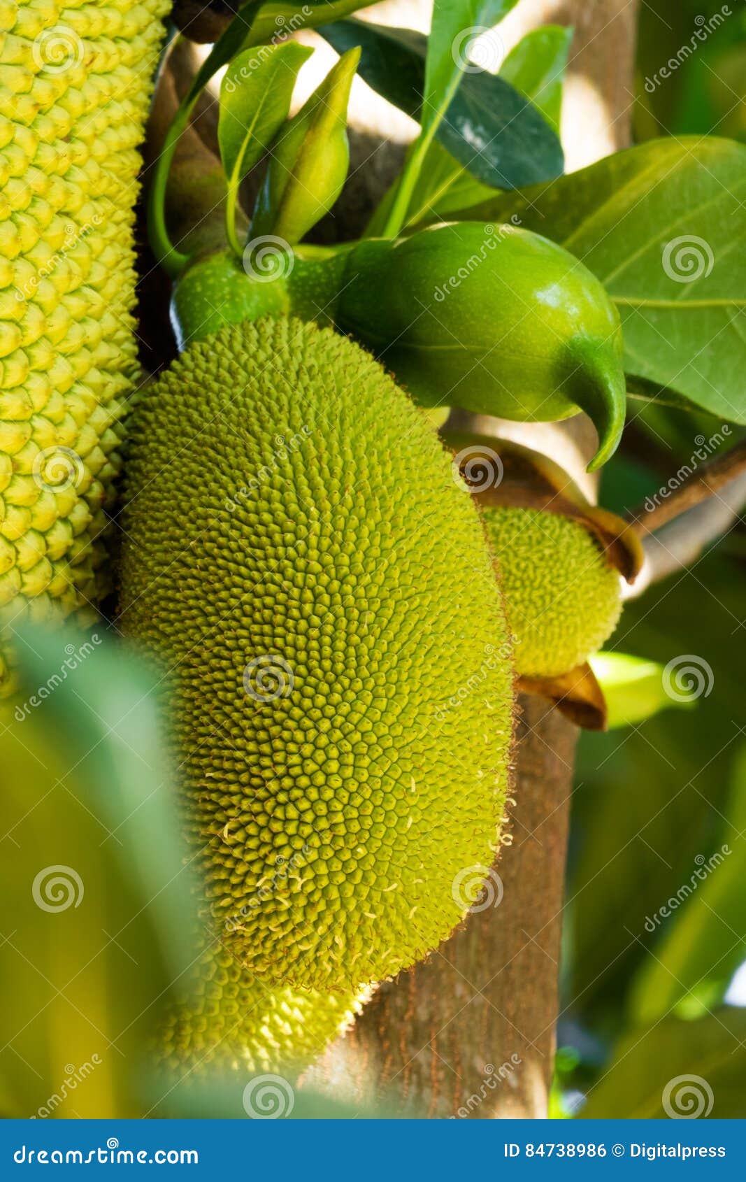 Jackfruit stock photo. Image of jackfruit, plant, green - 84738986