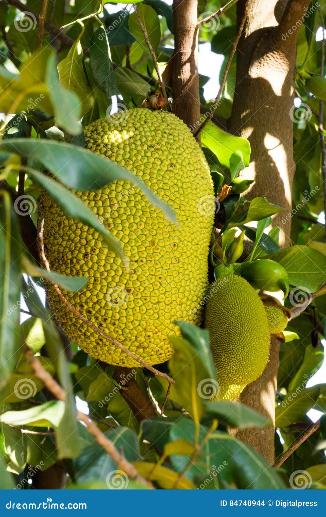 Jackfruit stock photo. Image of food, jackfruit, nature - 84740944