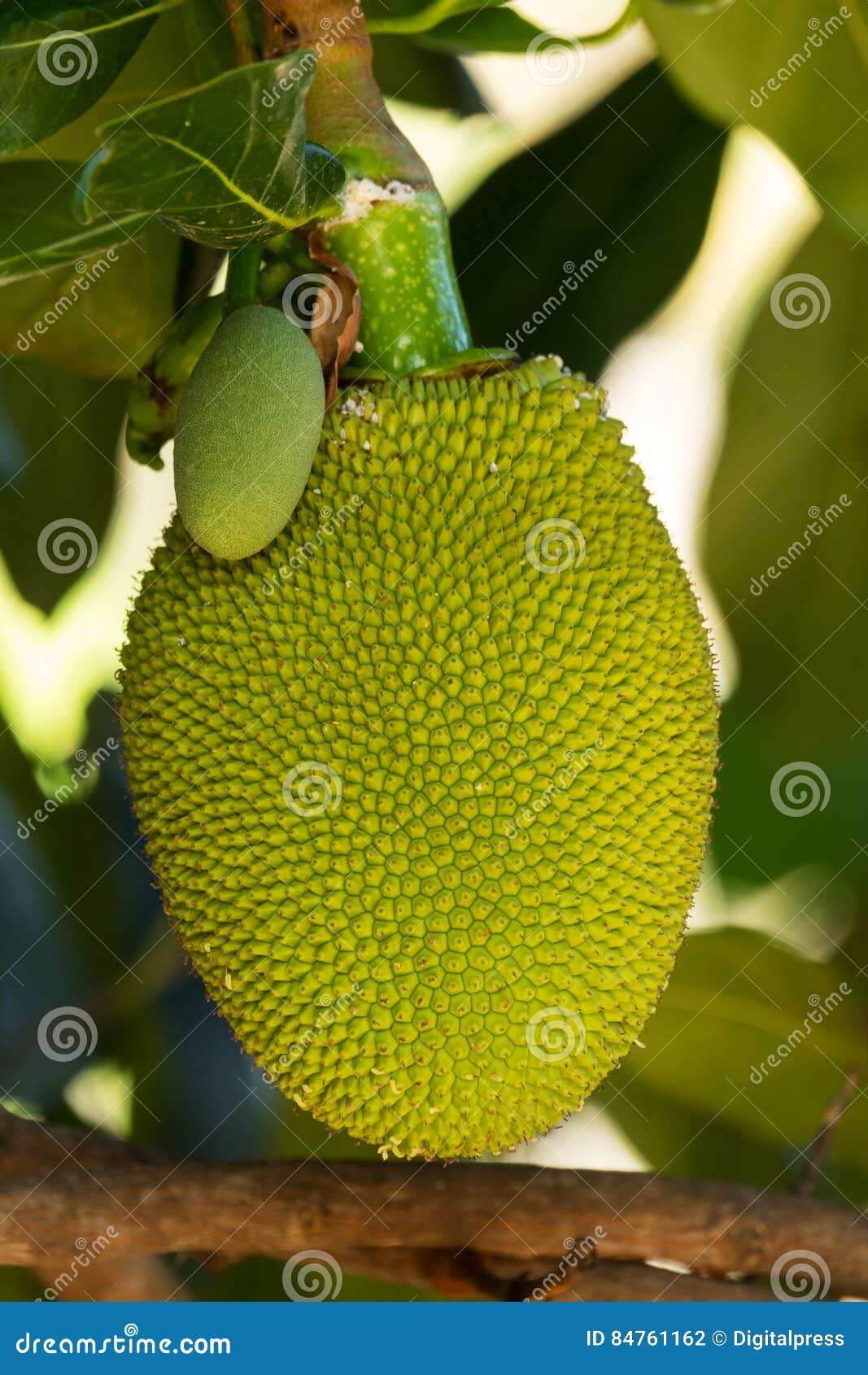 Jackfruit stock photo. Image of jackfruit, nature, close - 84761162