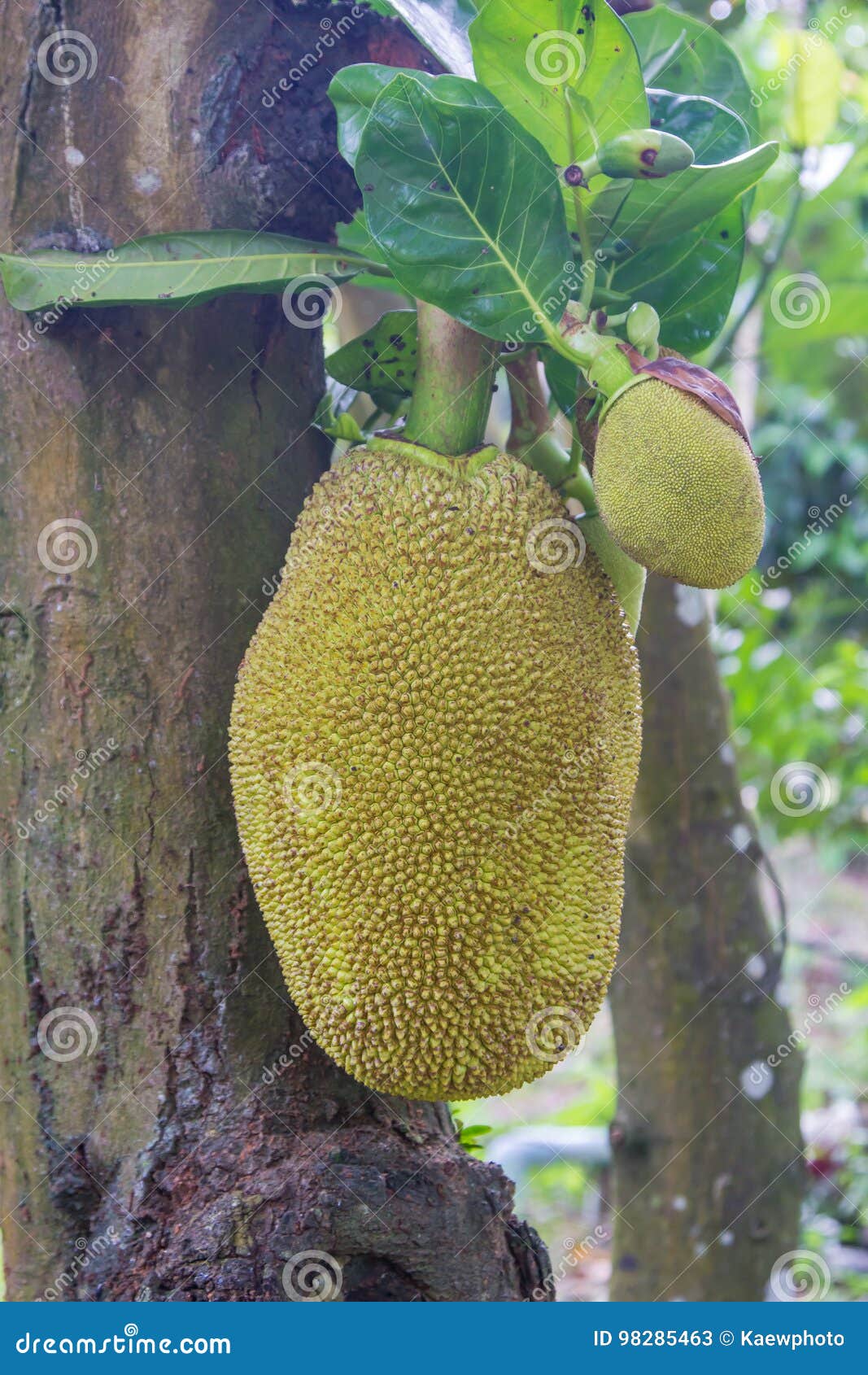 Jackfruit Die Frucht Auf Asiaten Stockbild - Bild von leben, frucht ...