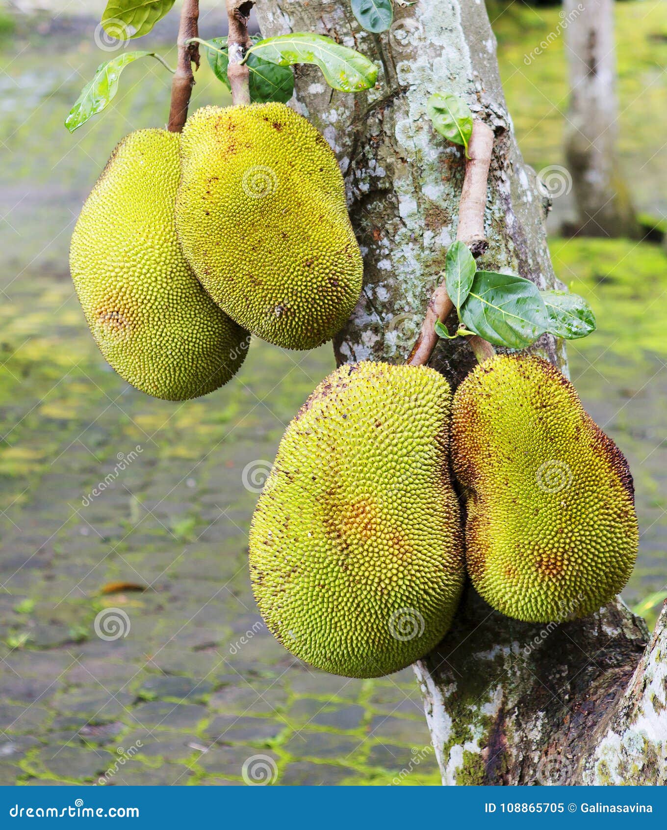Tropical Fruit. Jackfruit. Jackfrucht. Stock Image - Image of tropical ...