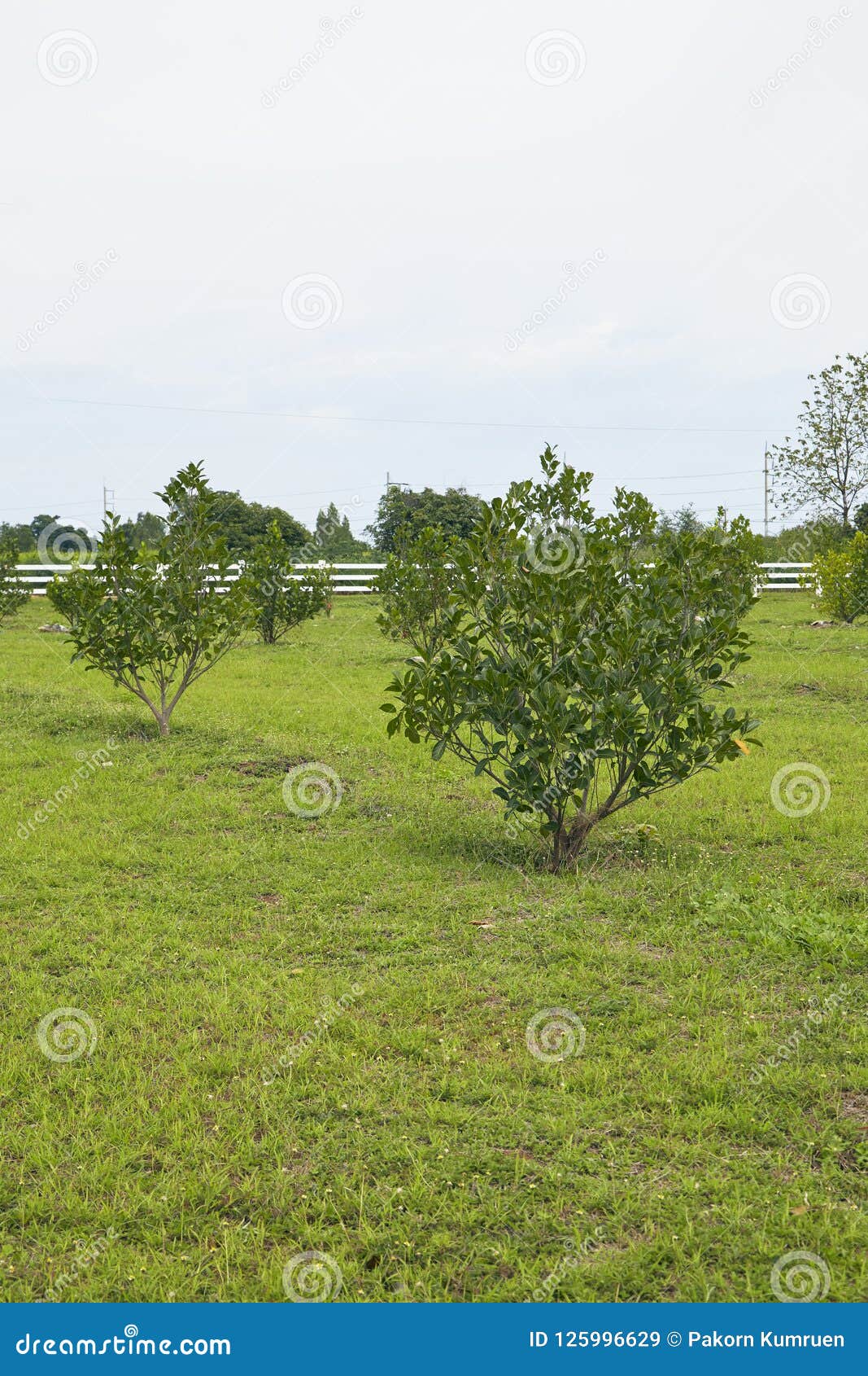 The jackfruit farm stock image. Image of grass, plant - 125996629