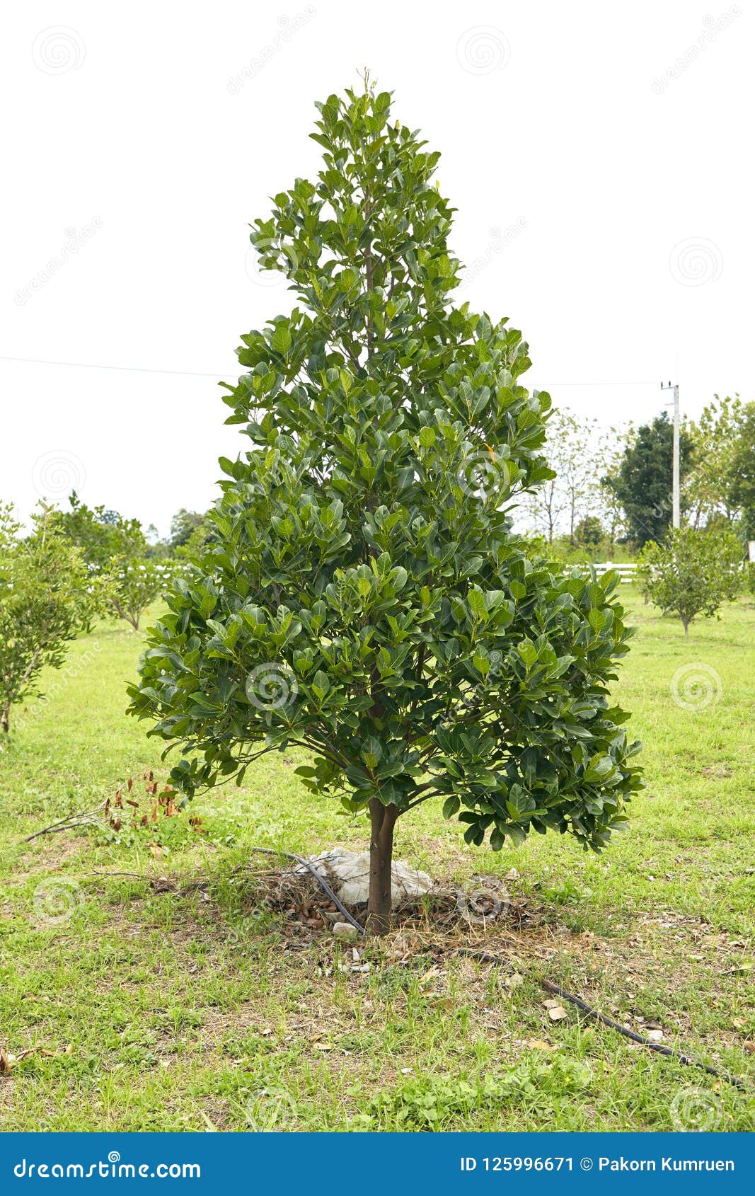 The jackfruit farm stock image. Image of jack, artocarpus - 125996671