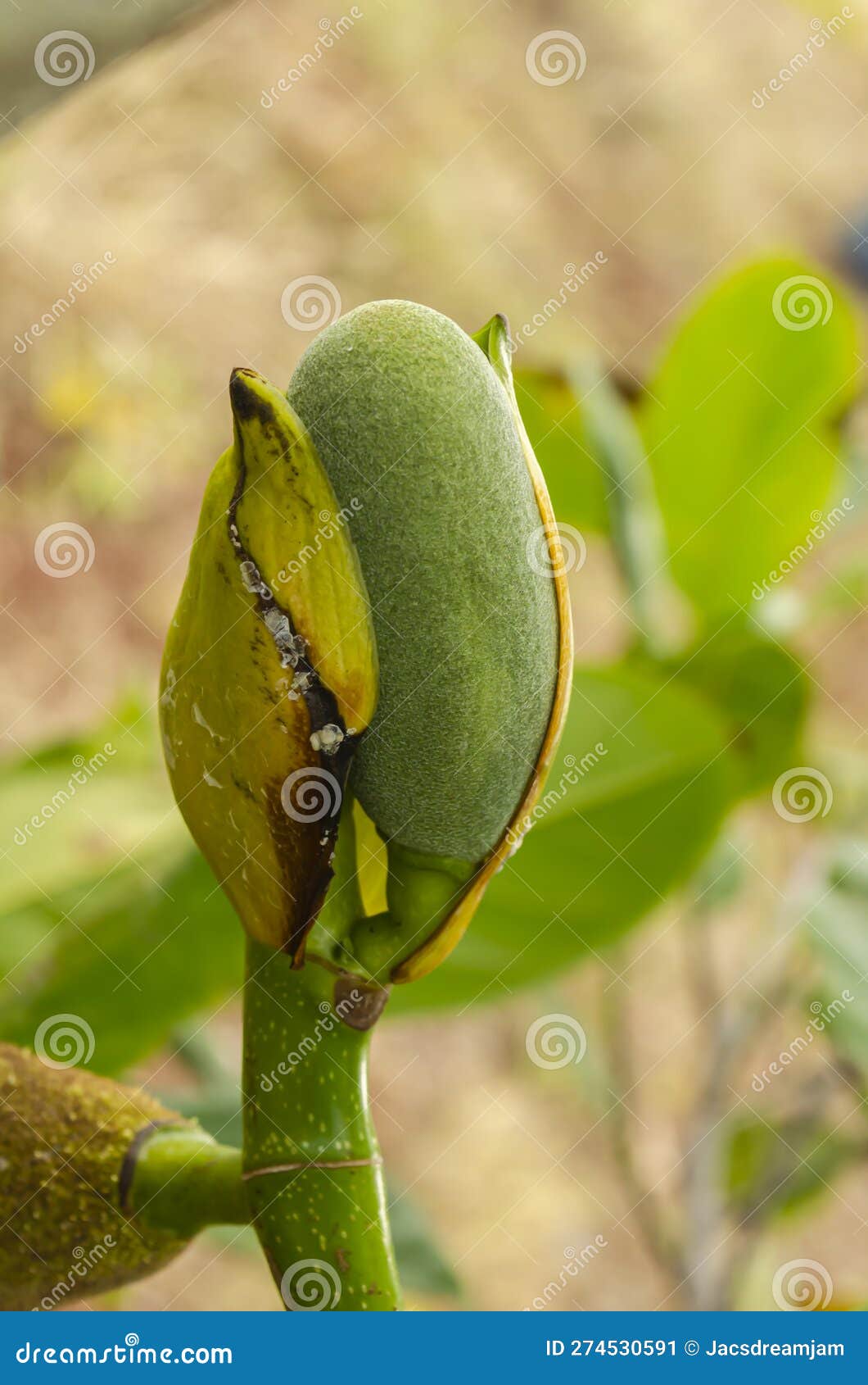 Isolated Jackfruit Blossom stock image. Image of tracheophytes - 274530591