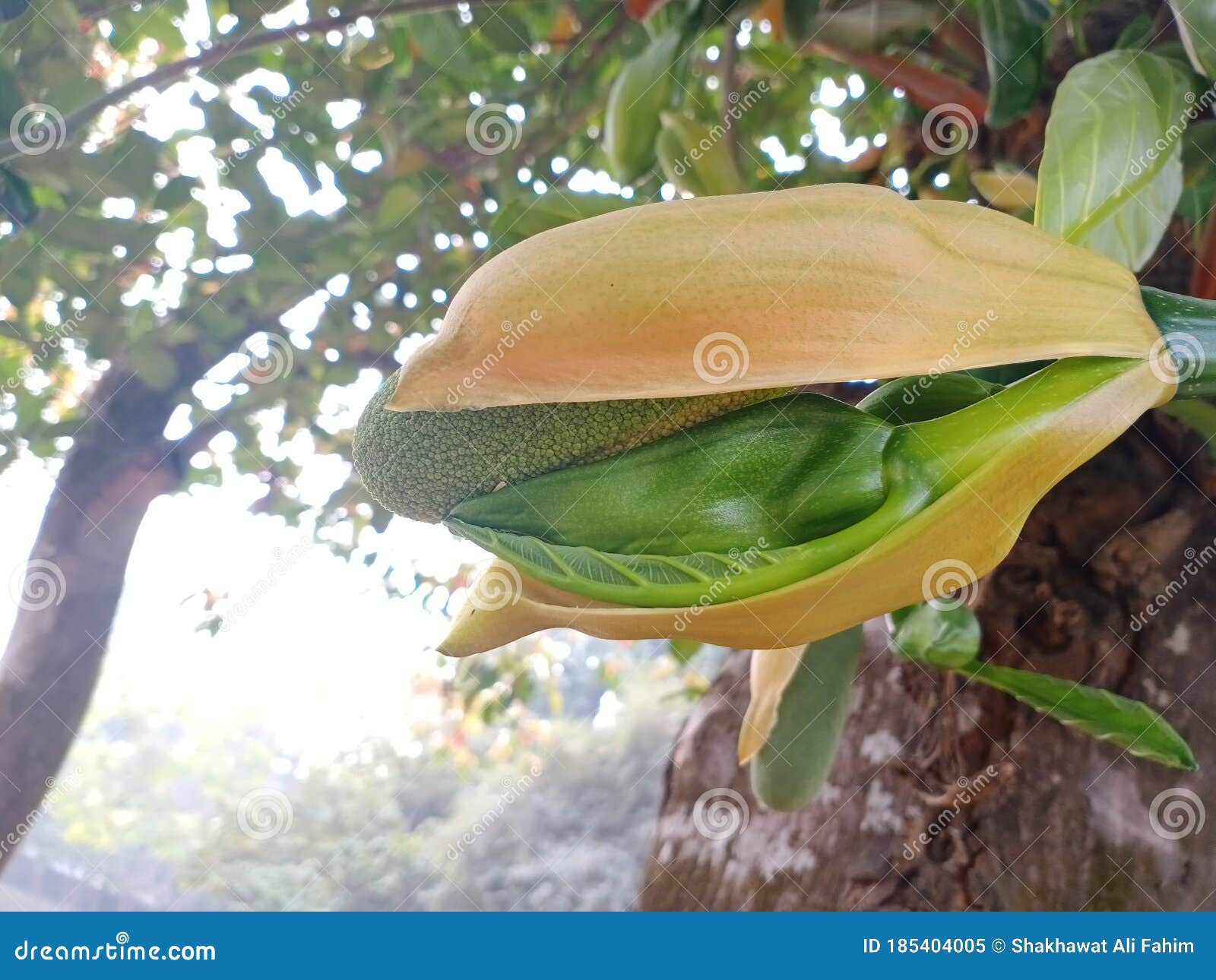 Jack Fruit Flower,Young Jack Fruit,Asian Summer Fruits Named Jack Fruit ...