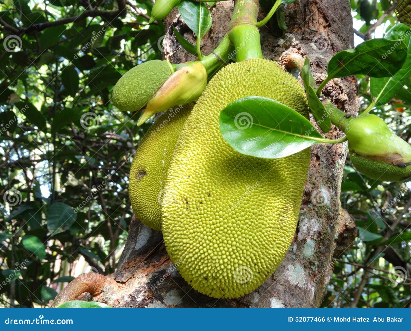 Jackfruit fruit bud stock photo. Image of jackfruit, malaysian - 52077466