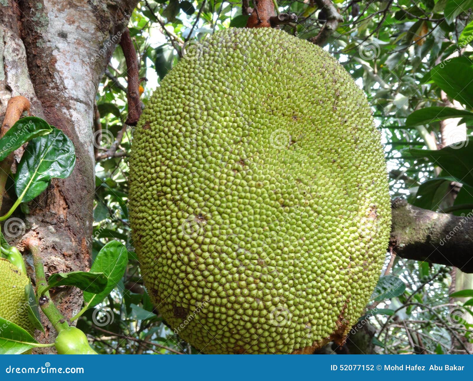 Jackfruit stock photo. Image of close, jakfruit, jackfruit - 52077152
