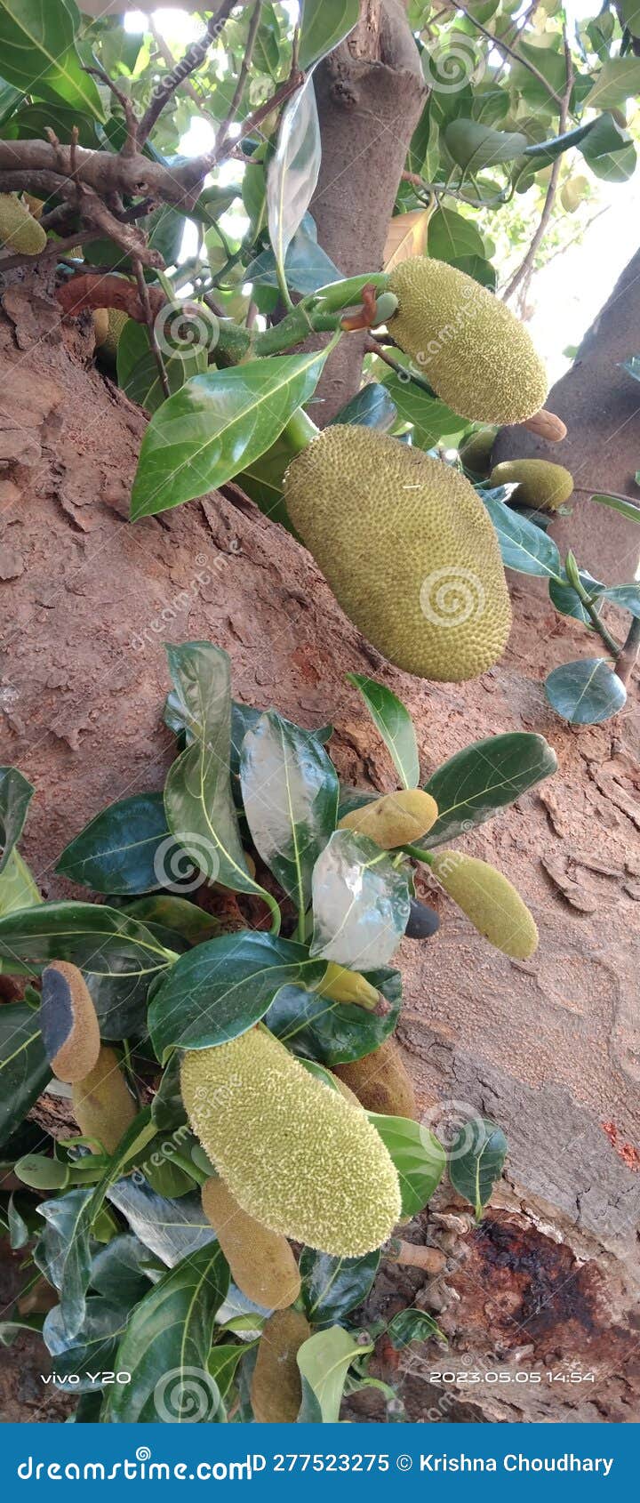 Jackfruit Fruit Fruits Tree Apple Stock Image - Image of tree ...
