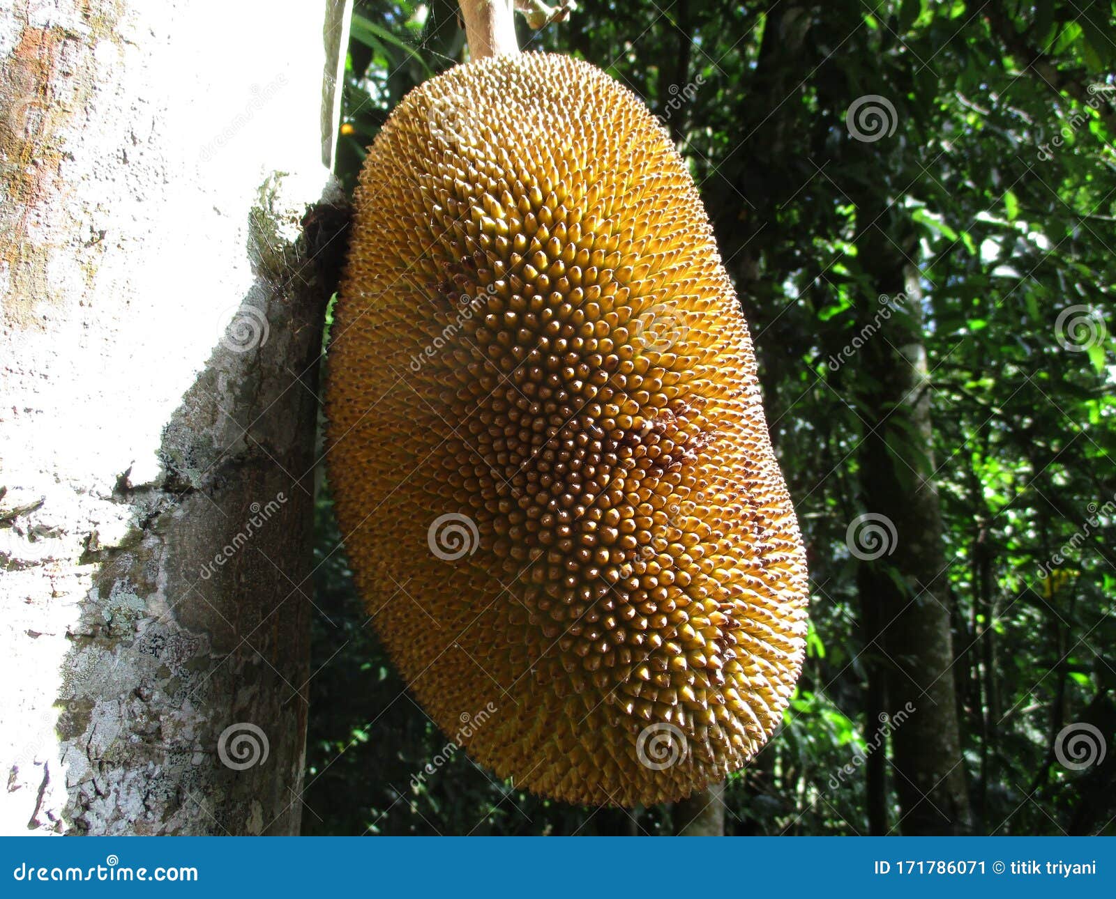 Jackfruit Fruit with Golden Yellow Color Stock Image - Image of golden ...