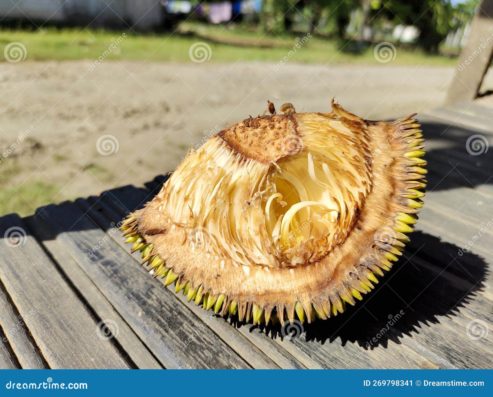 Jackfruit is a Fruit that Grows in the Tropics and Yellow Color Stock ...