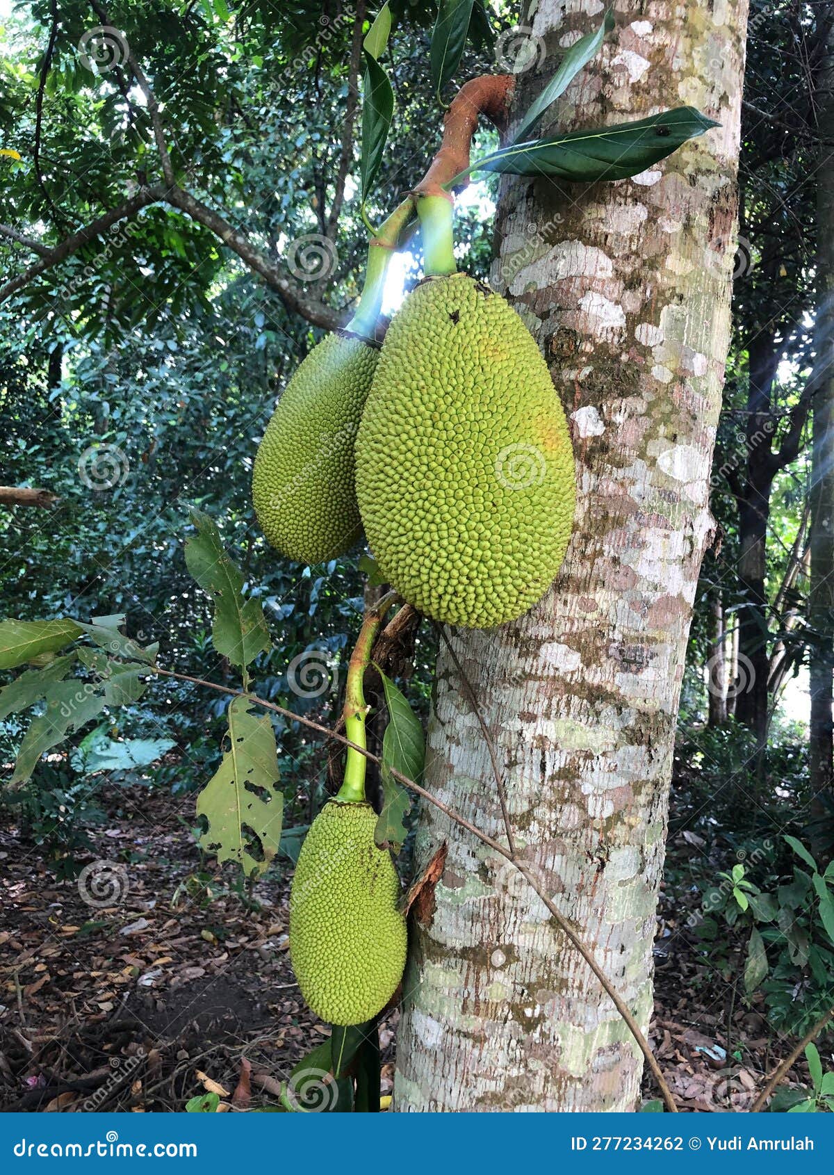 Jackfruit fruit on a tree stock photo. Image of nature - 277234262