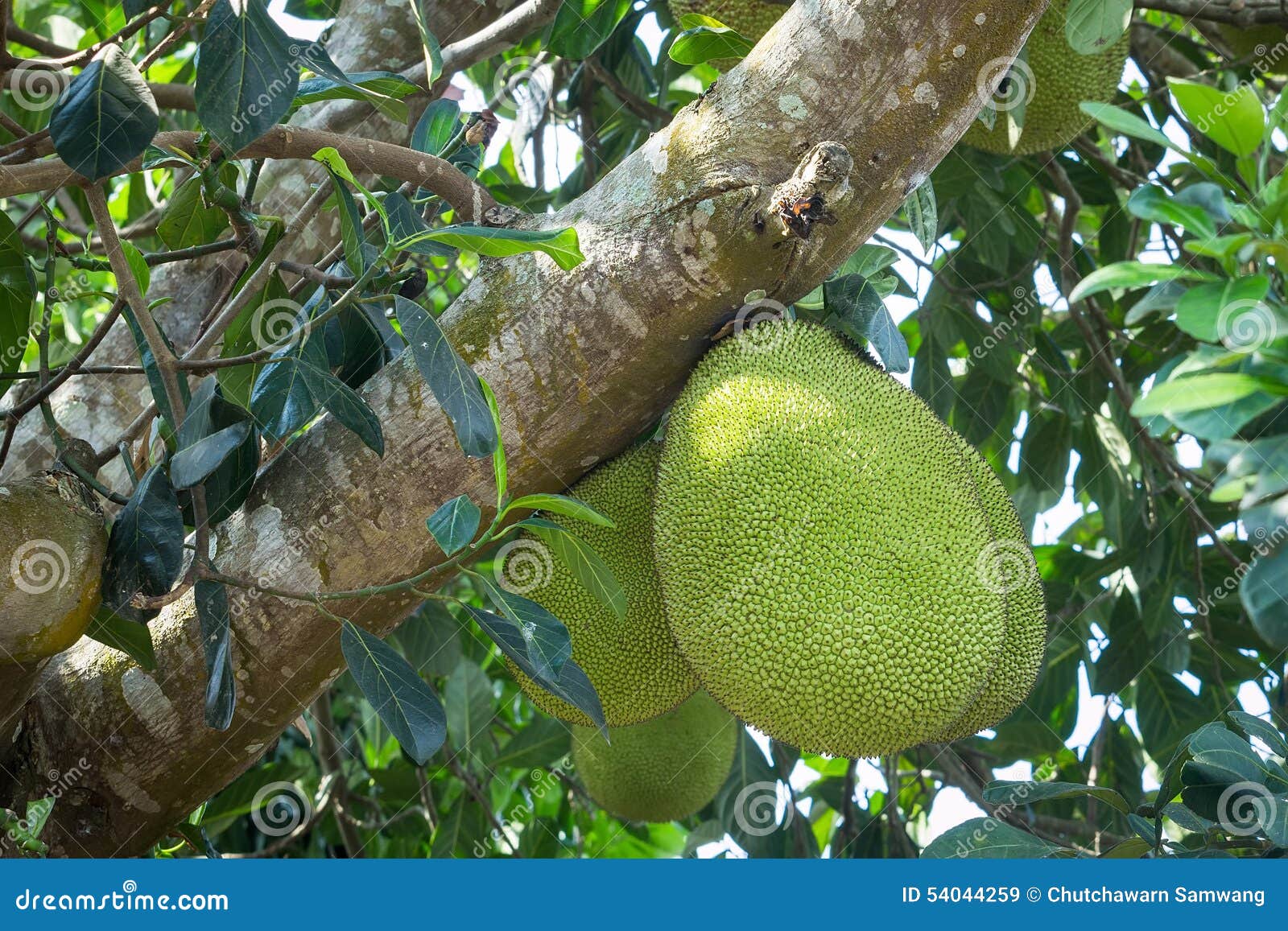 Jackfruit stock image. Image of garden, crop, botany - 54044259