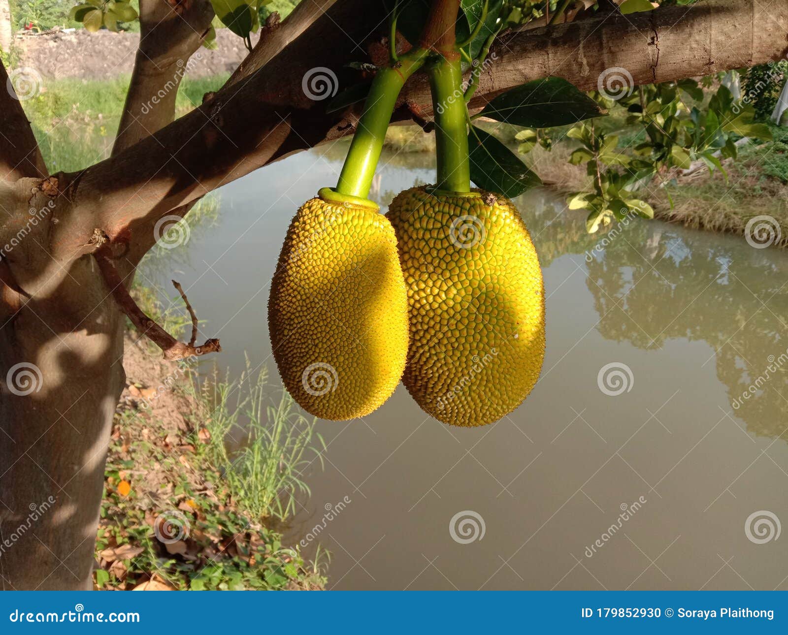 Jackfruit Fruit or Vegetable Branch Hanging on Tree Background Closeup ...