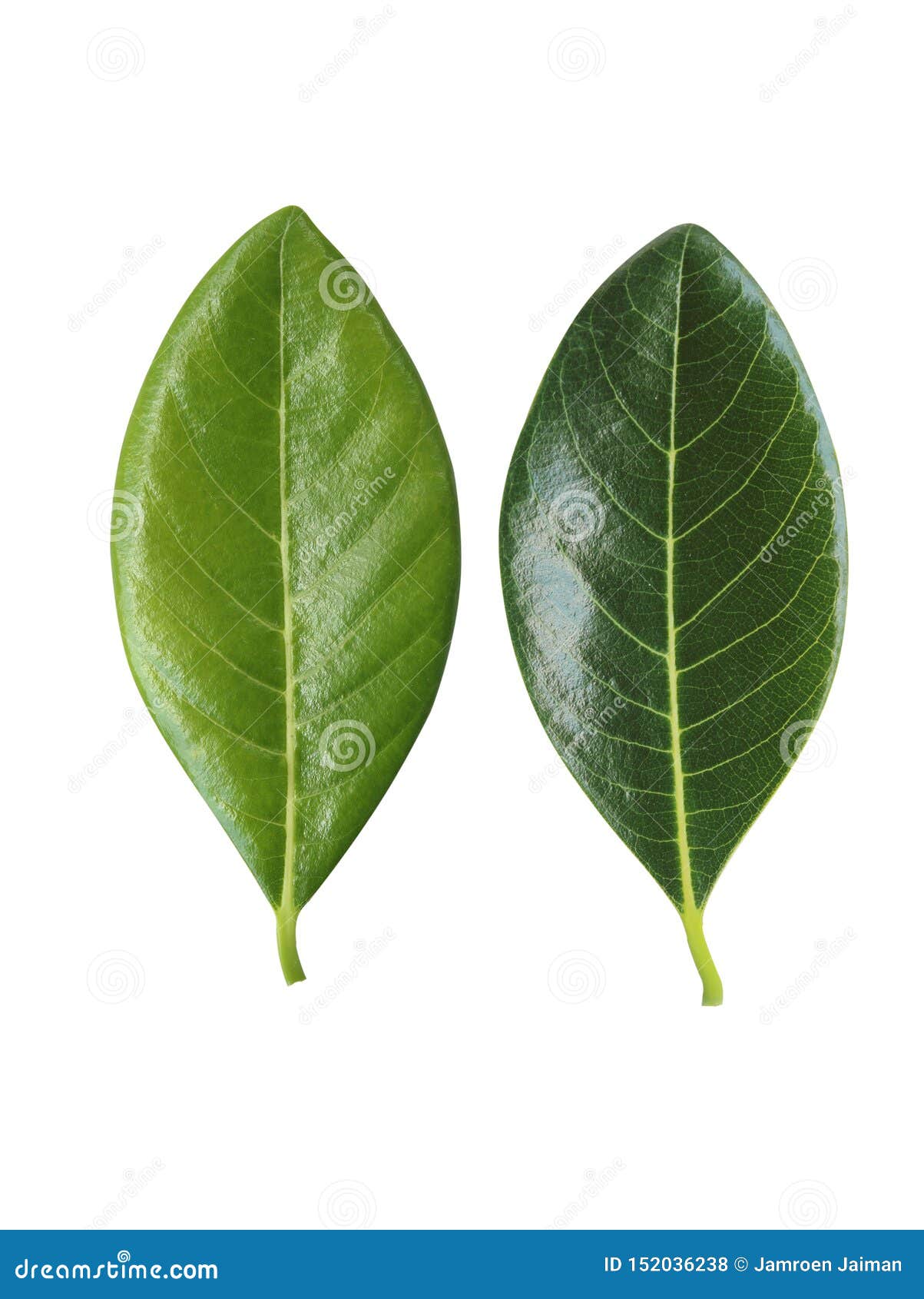 Jackfruit Green Leaves Background.leaf Texture Royalty-Free Stock Image ...