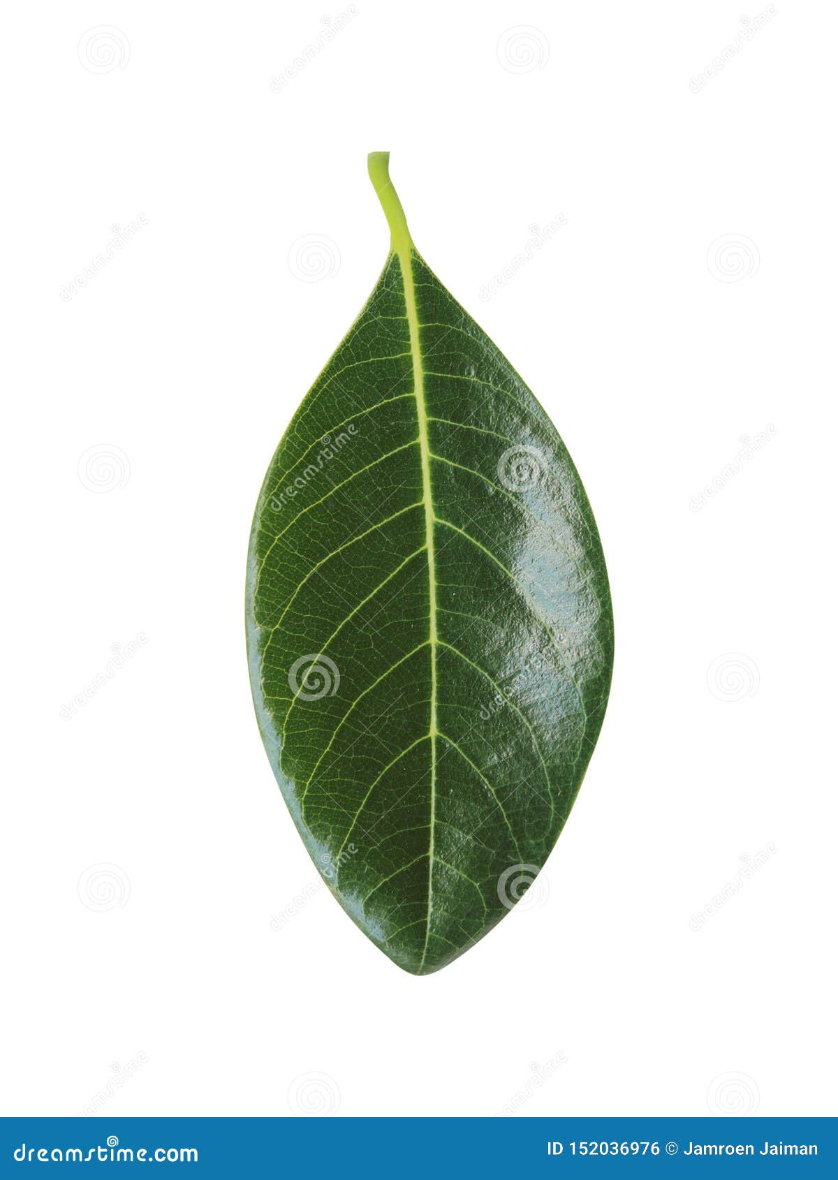 Jackfruit Green Leaves Background.leaf Texture Royalty-Free Stock Image ...