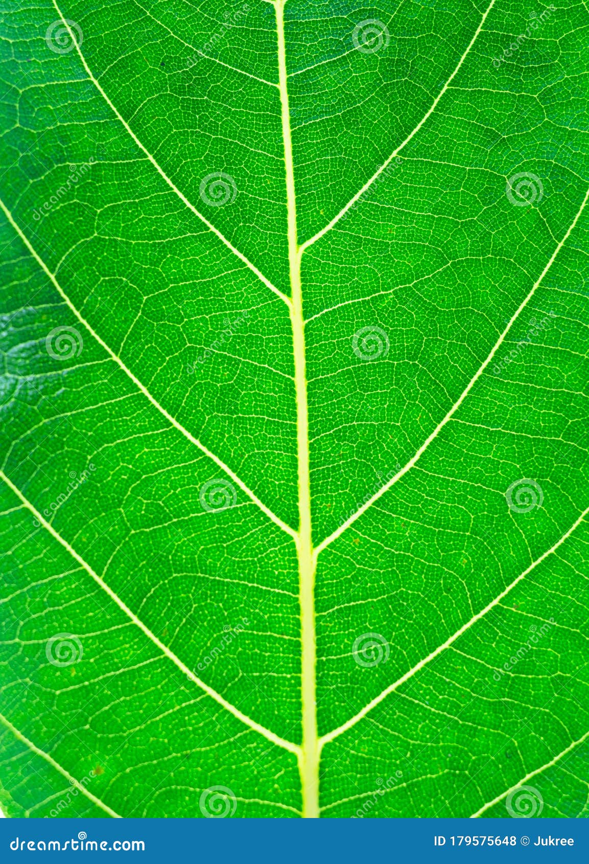 Jackfruit Green Leaves Background.leaf Texture Stock Photo - Image of ...