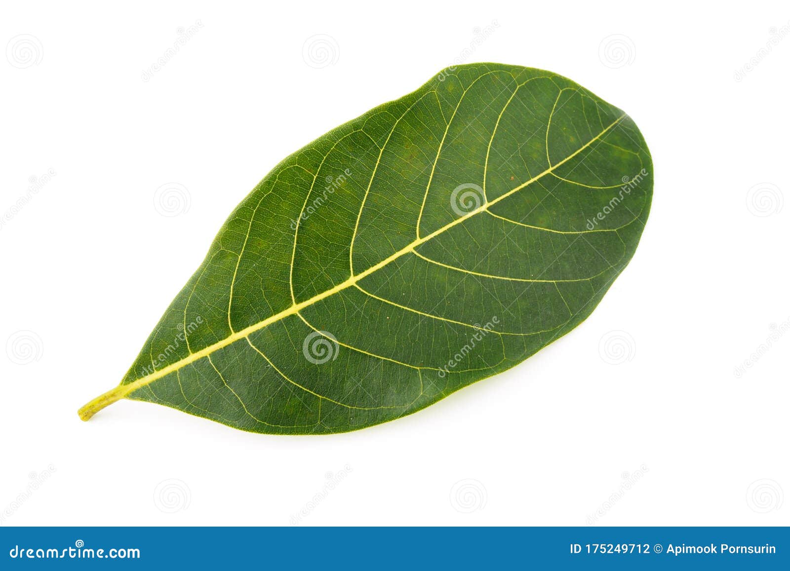 Jackfruit Green Leaves Background.leaf Texture Royalty-Free Stock Image ...