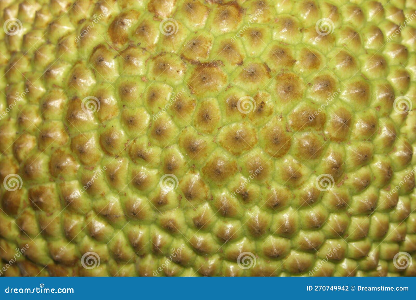 Jackfruit Green Leaves Background.leaf Texture Royalty-Free Stock Image ...