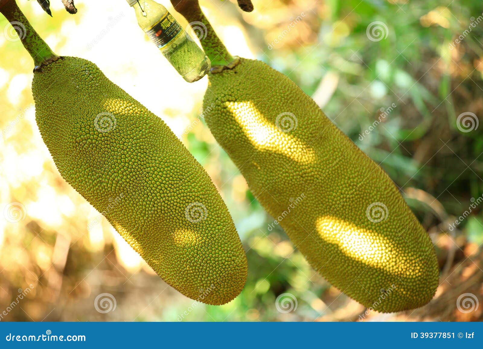 Jackfruit grow on tree stock image. Image of grow, flora - 39377851