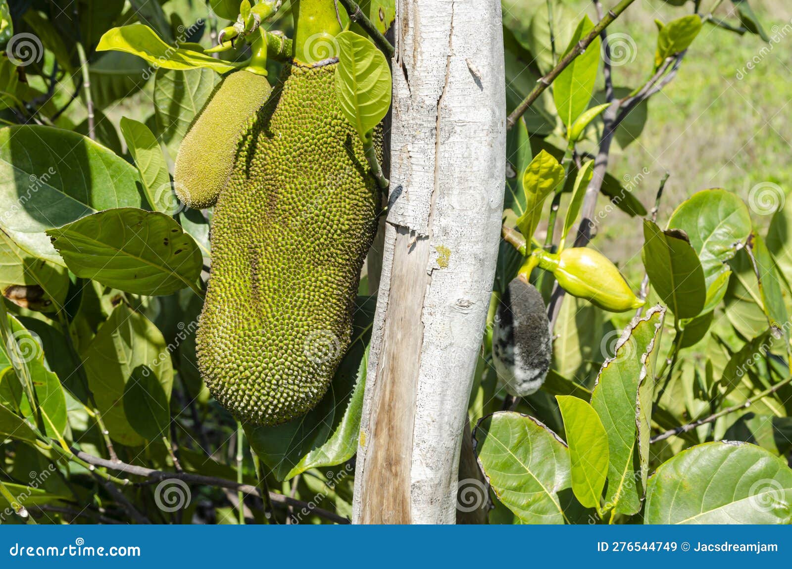 Growing Jackfruit On Tree Royalty-Free Stock Photography ...