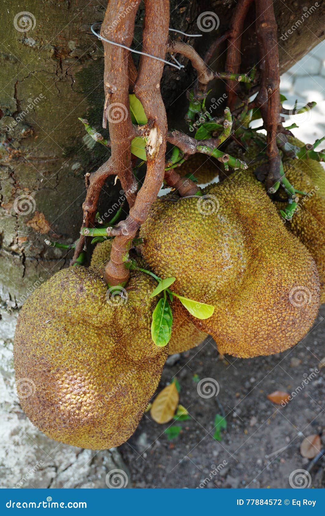 Jackfruit Growing on a Tree Stock Photo - Image of vegan, hanoi: 77884572