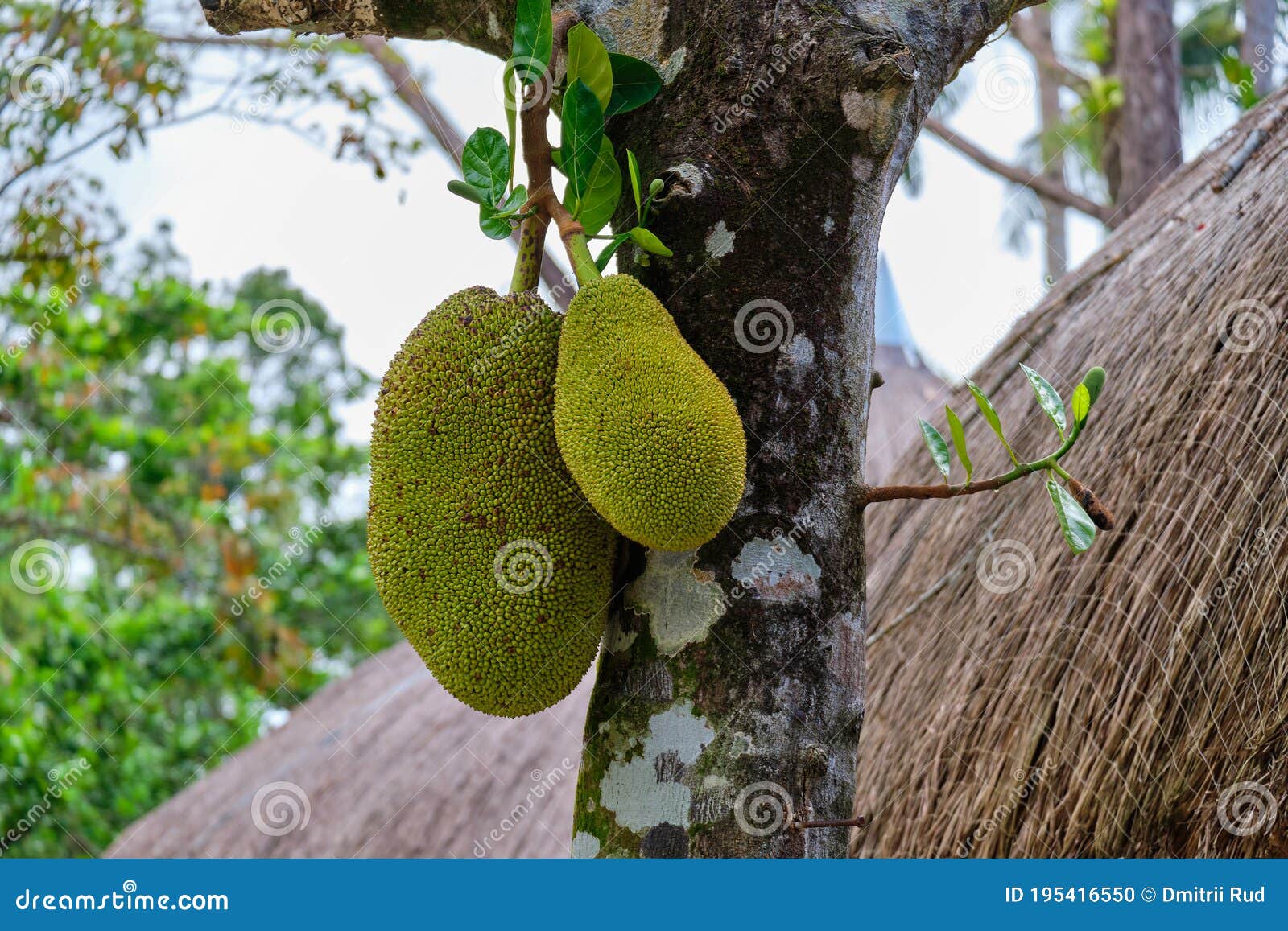Jackfruit Grows in a Natural Environment on the Island of Panay in the ...