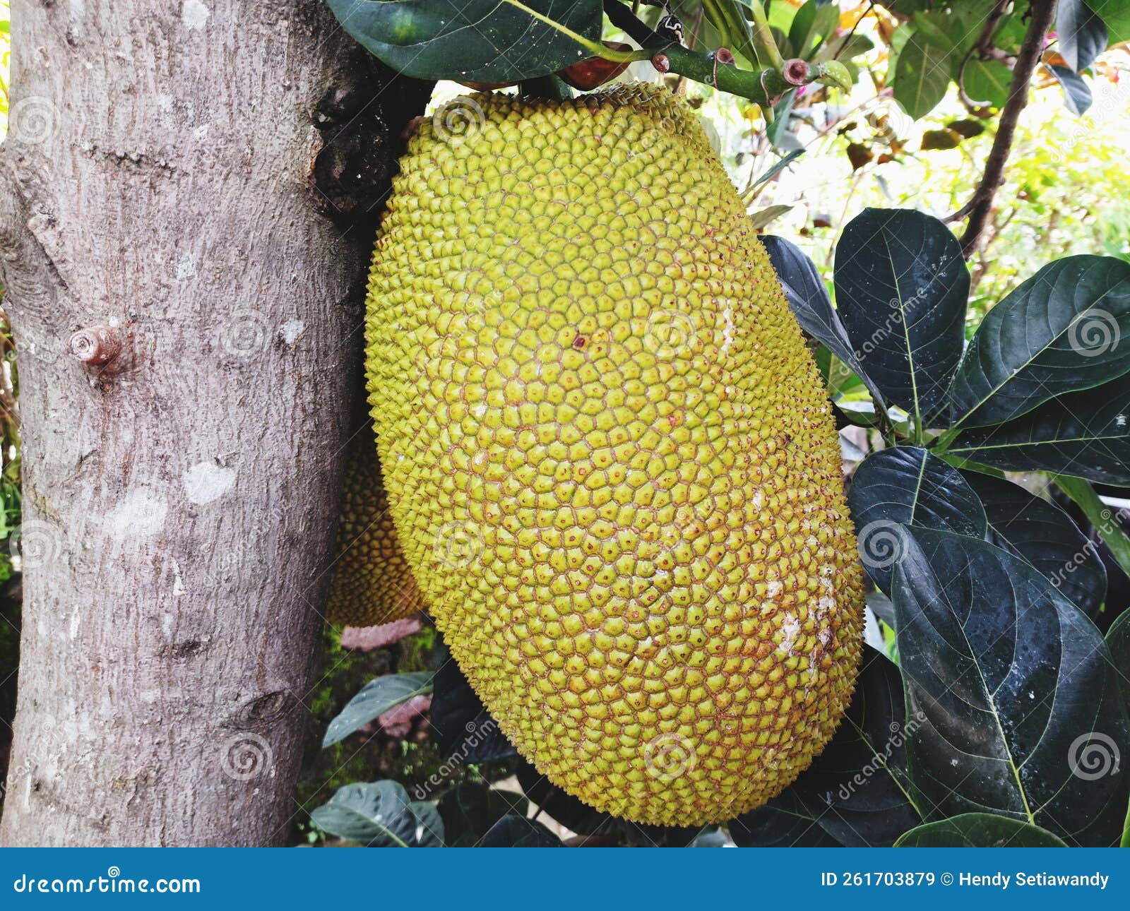 Jackfruit Grows Ripe on a Tree Stock Image - Image of ripe, tropical ...