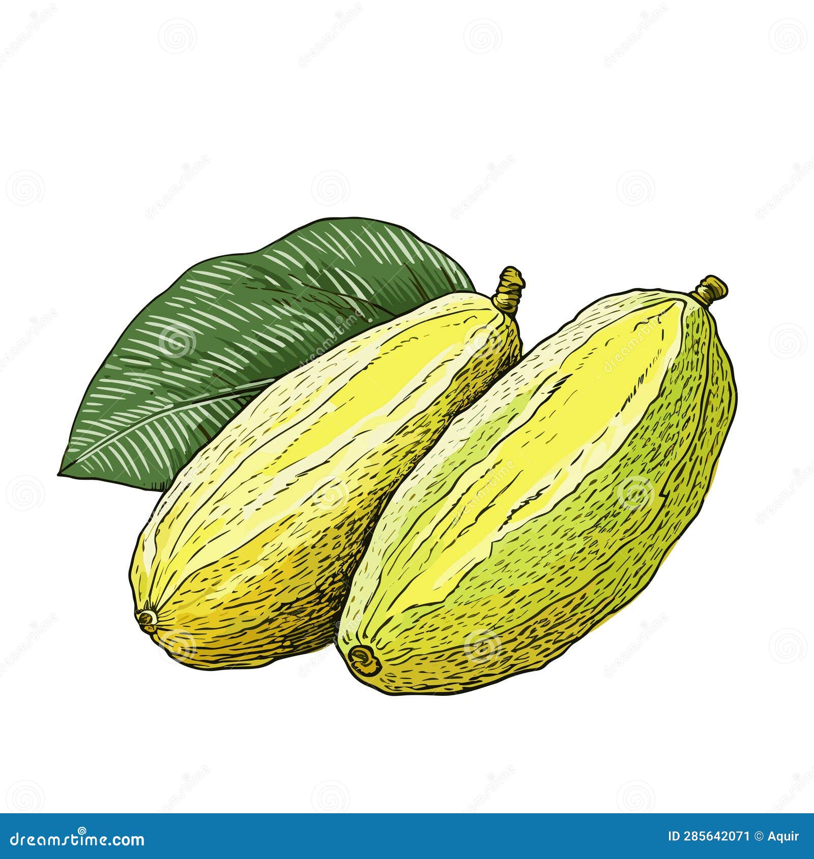 Jackfruit Hand-drawn Illustration. Jackfruit. Vector Doodle Style ...