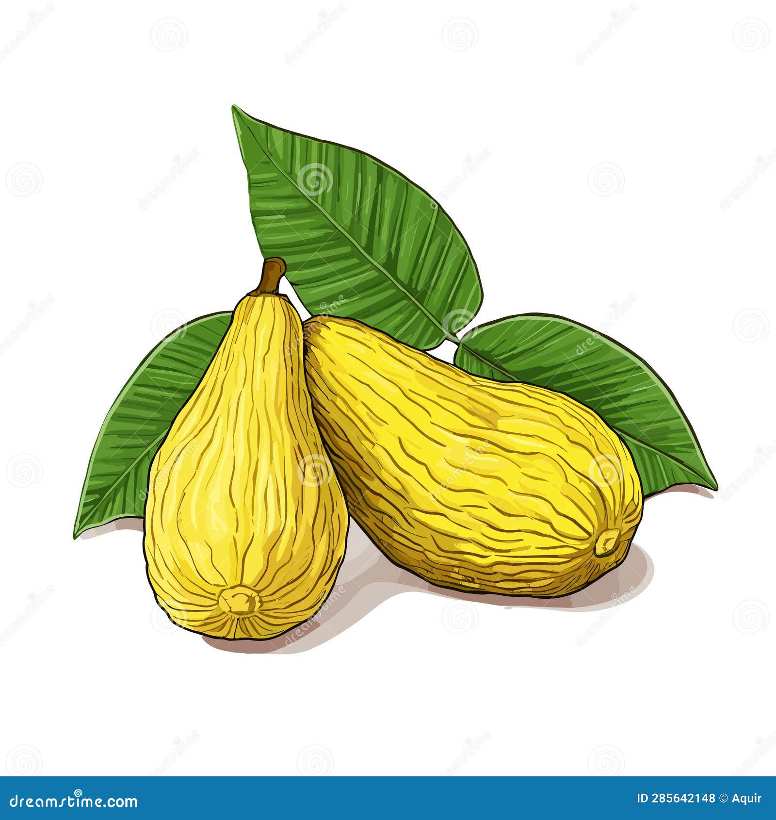 Jackfruit Hand-drawn Illustration. Jackfruit. Vector Doodle Style ...
