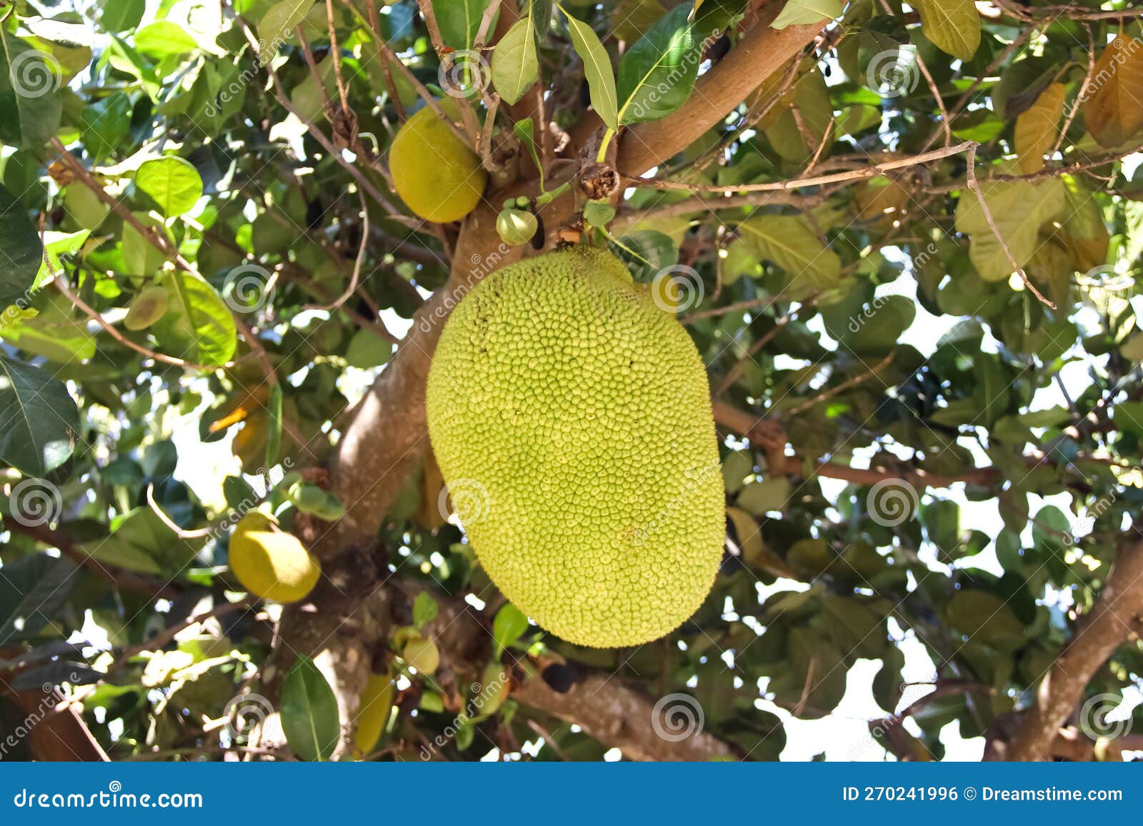 Jackfruit Hang on Tree Natural Farm Background Stock Photo - Image of ...