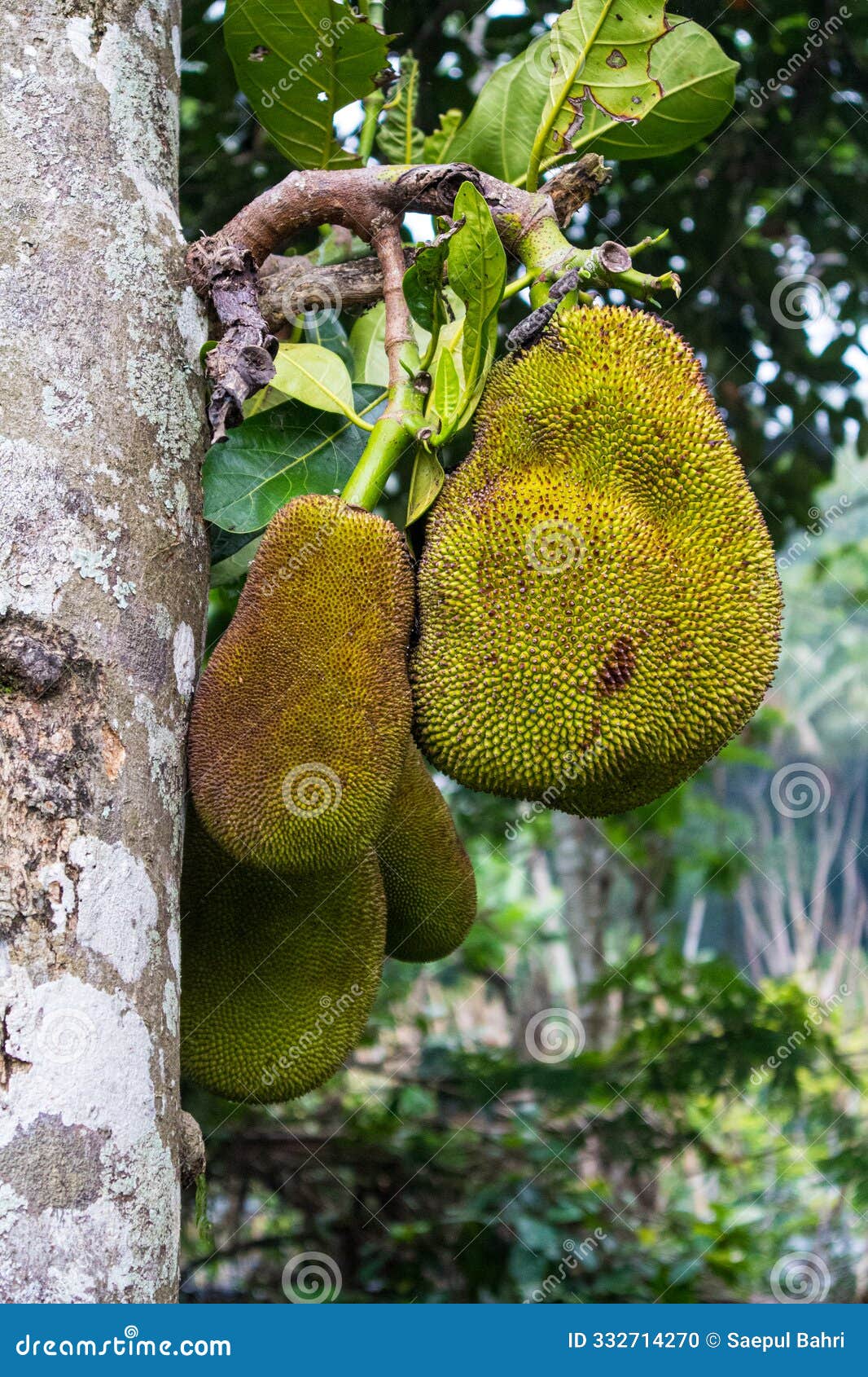 Jackfruit Hanging from Branches of Jackfruit Tree Stock Photo - Image ...