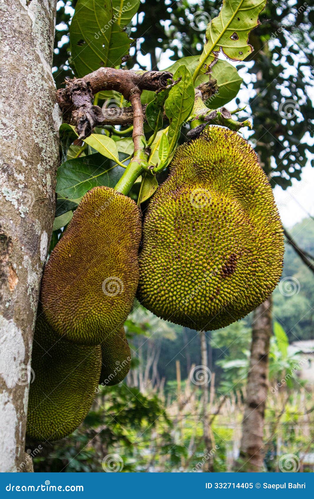 Jackfruit Hanging from Branches of Jackfruit Tree Stock Image - Image ...